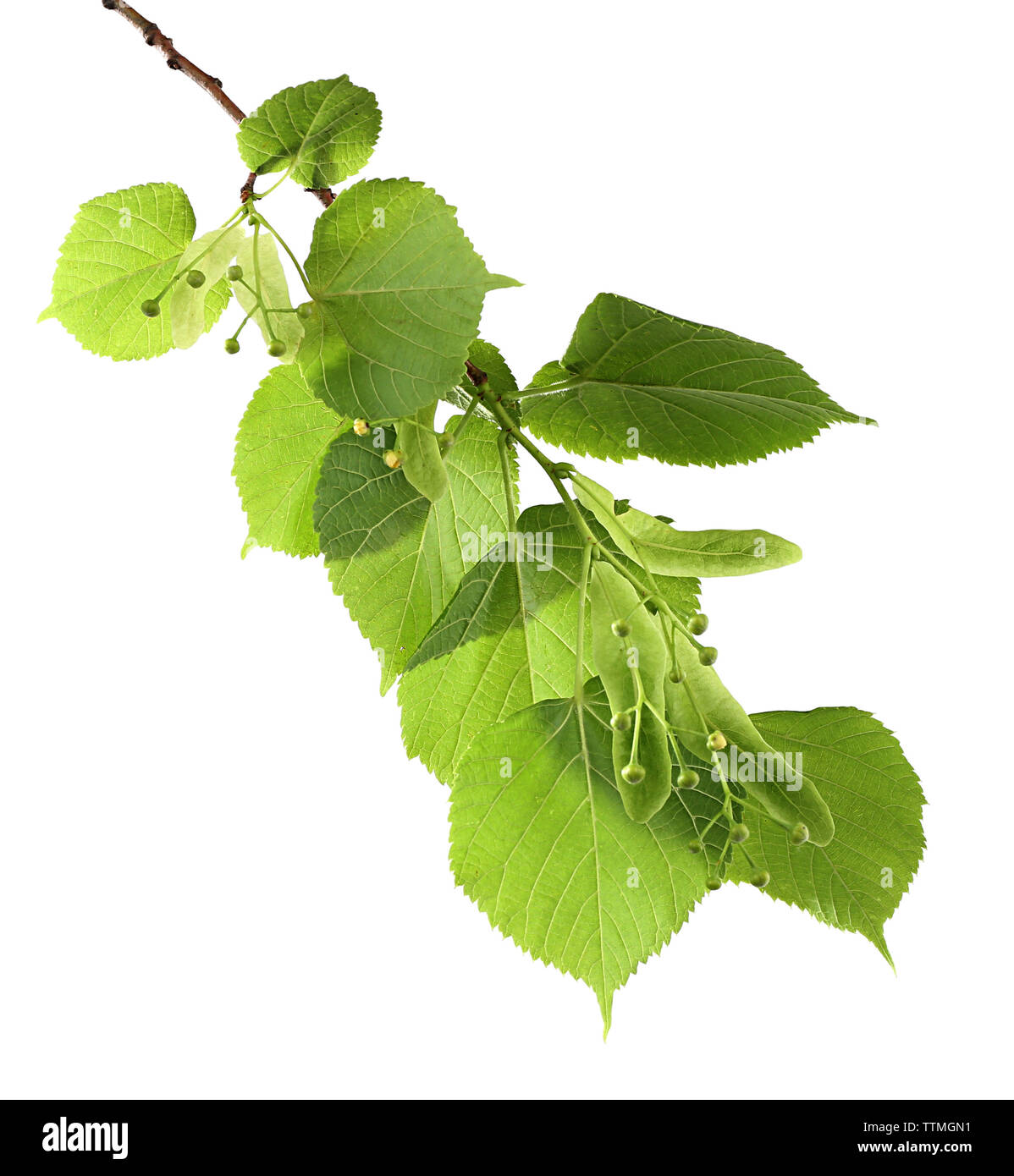 Green tree branch, isolated on white Stock Photo - Alamy
