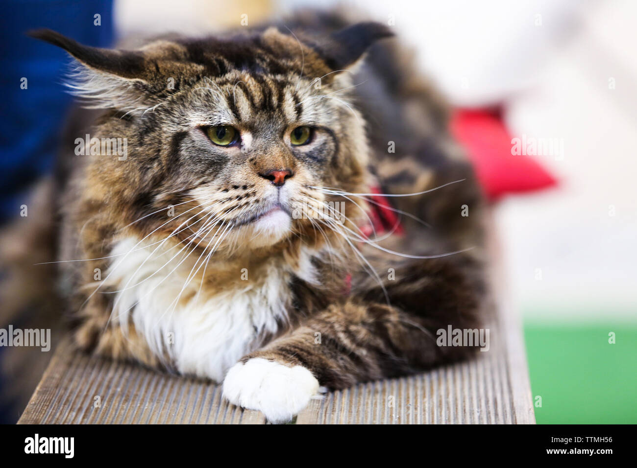 Show cat at an exhibition Stock Photo - Alamy