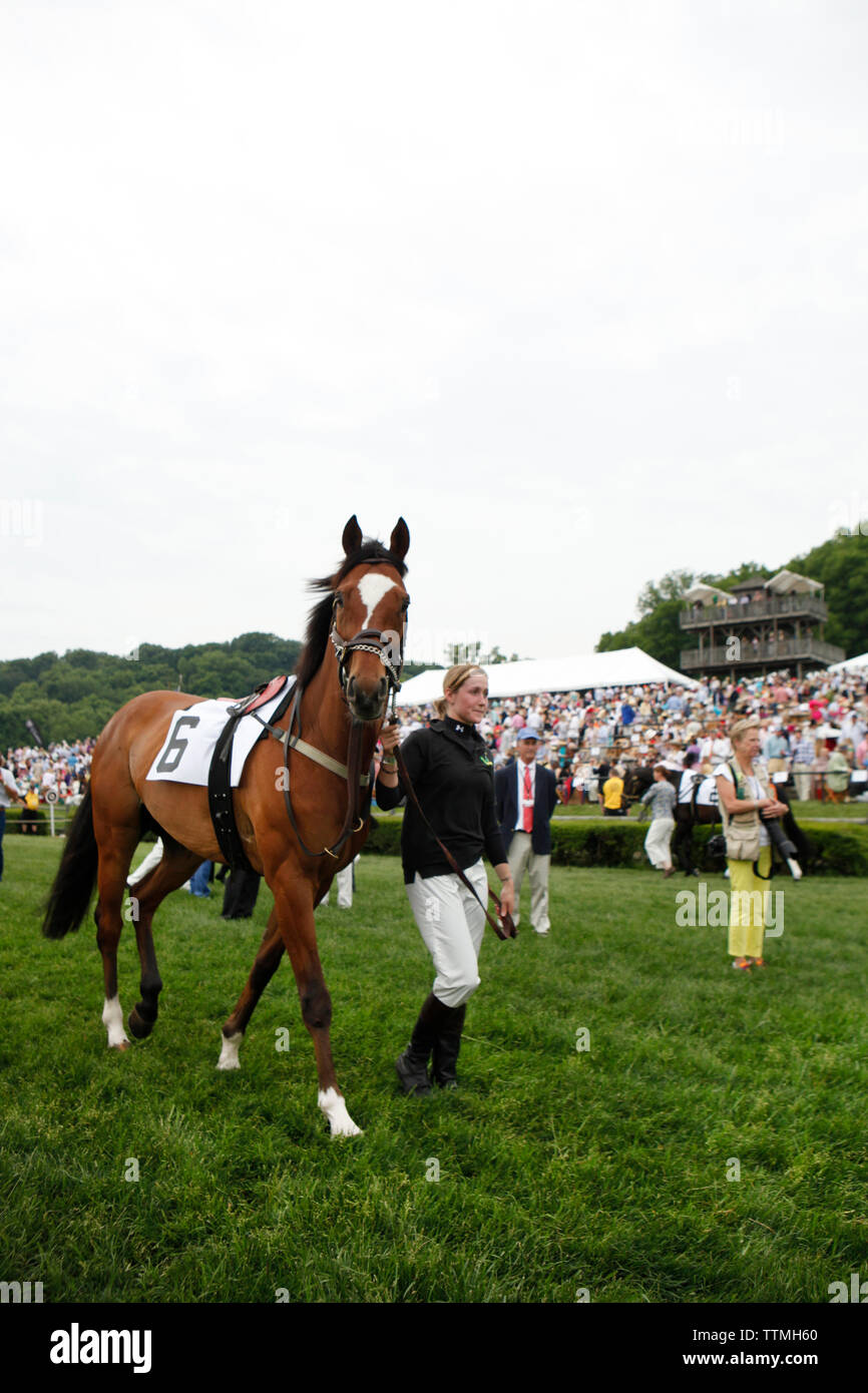 Tennessee walking horse hi-res stock photography and images - Alamy