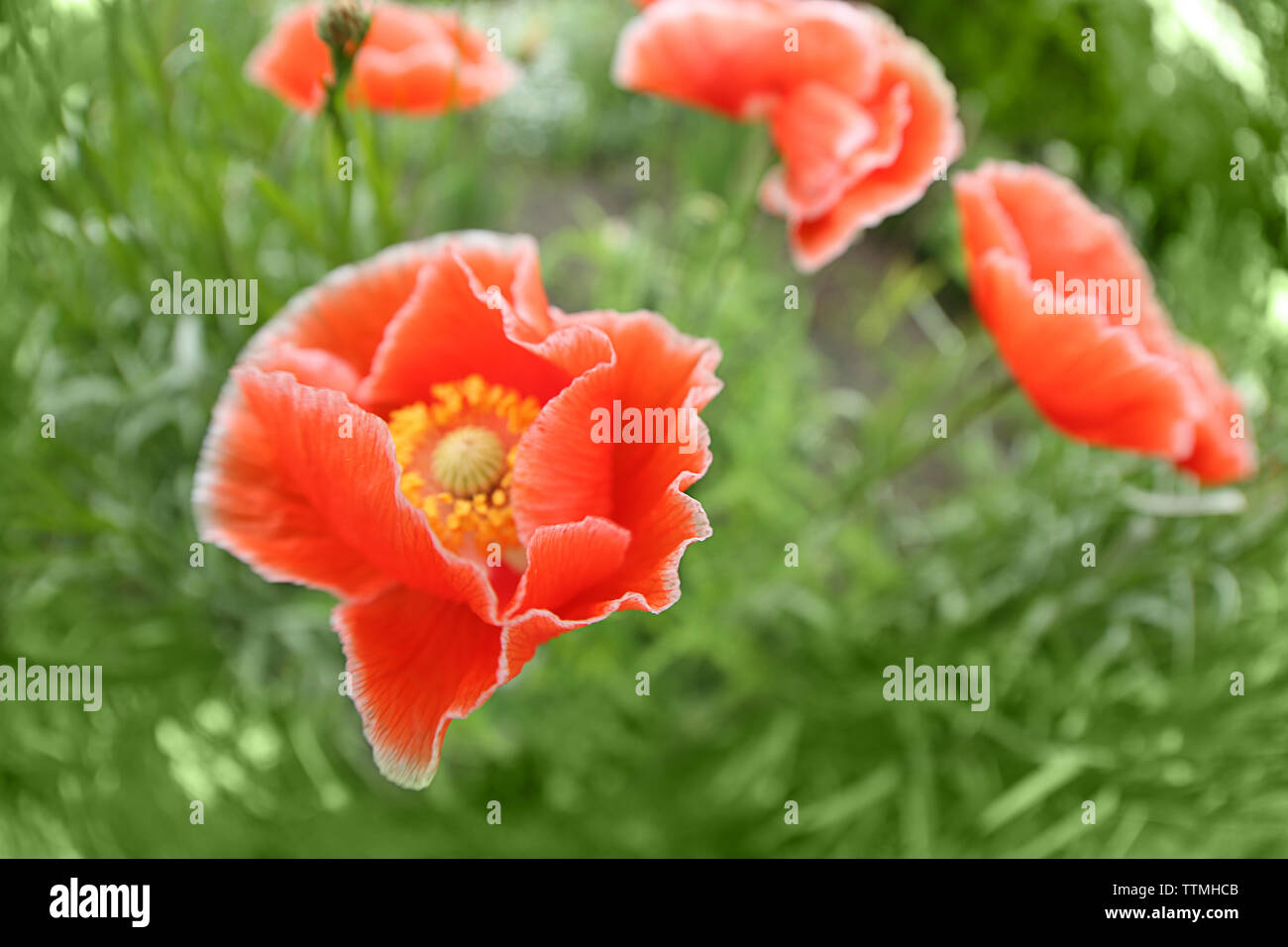Poppy in the field Stock Photo - Alamy