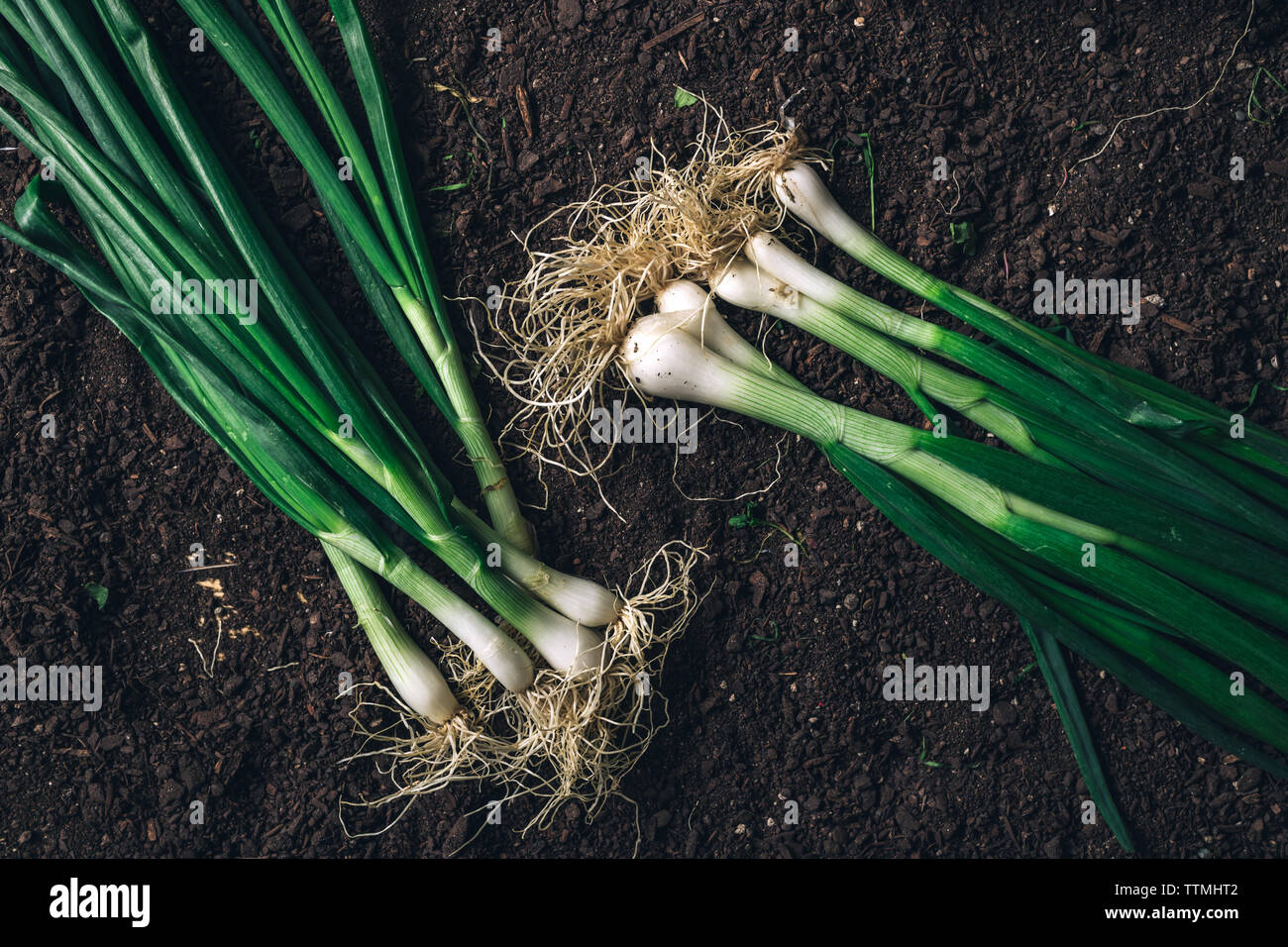 Spring onion or scallion on garden ground, top view of harvested ...