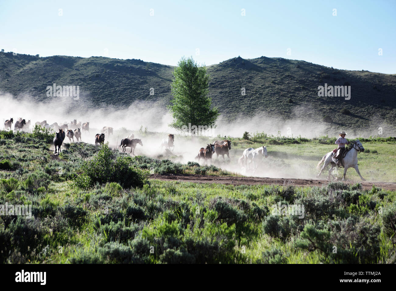 Cowboy wrangler riding in ranch hi-res stock photography and images - Alamy