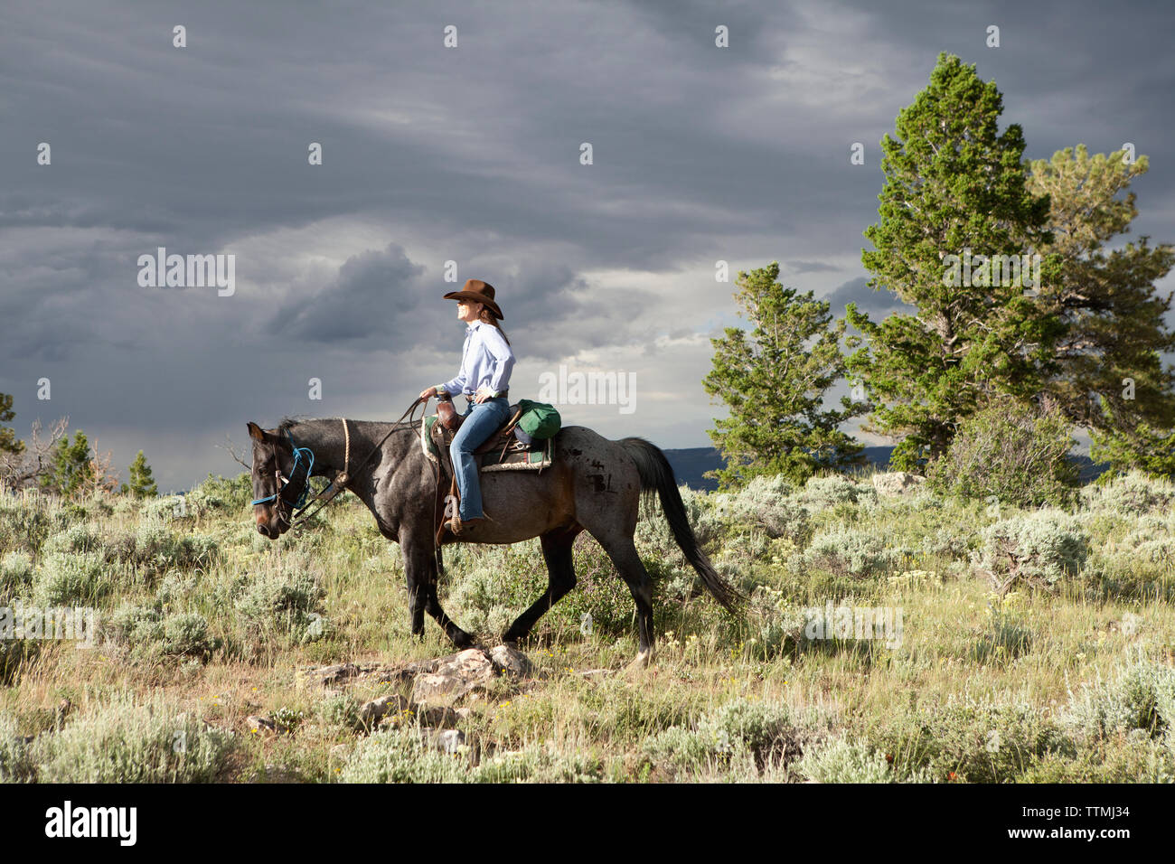 USA, Wyoming, Encampment, a cowgirl rides a horse through the sage ...