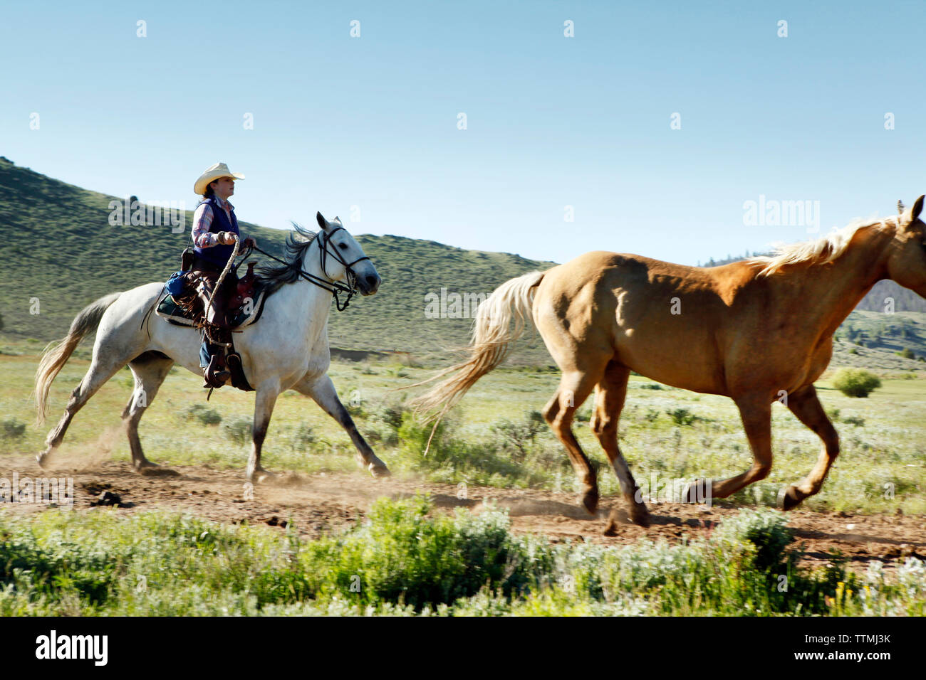 USA, Wyoming, Encampment, wranglers jingle horses in horses in the ...
