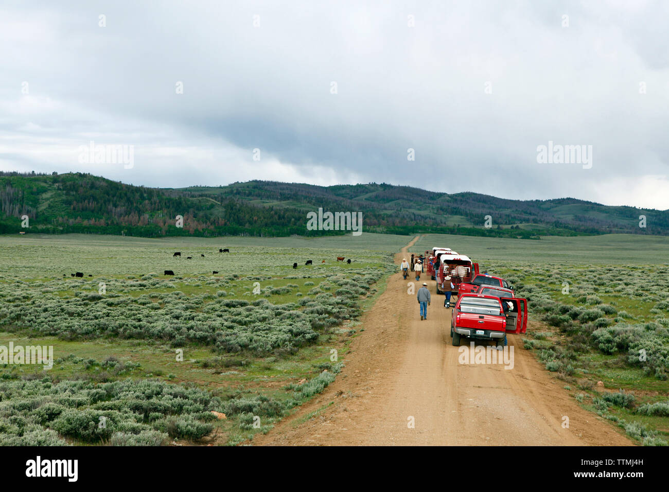 Round up cattle hi-res stock photography and images - Alamy