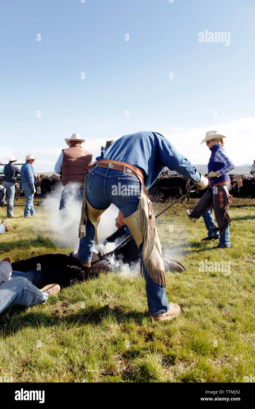 USA, Wyoming, Encampment, cowboys brand cattle at Big Creek Ranch Stock ...