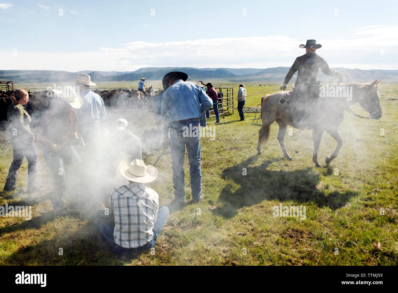 USA, Wyoming, Encampment, cowboys brand cattle at Big Creek Ranch Stock ...