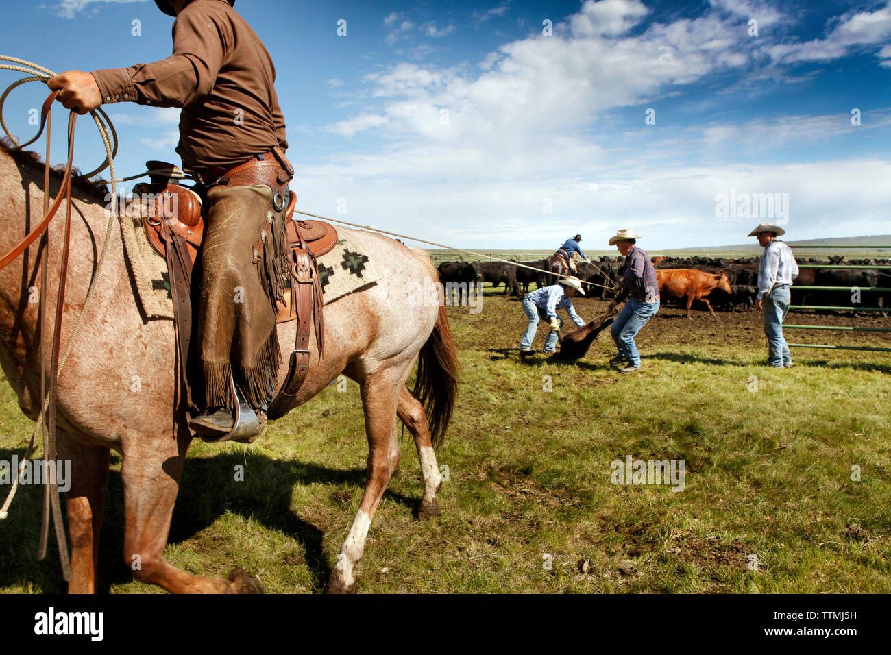 USA, Wyoming, Encampment, cowboys brand cattle at Big Creek Ranch Stock ...