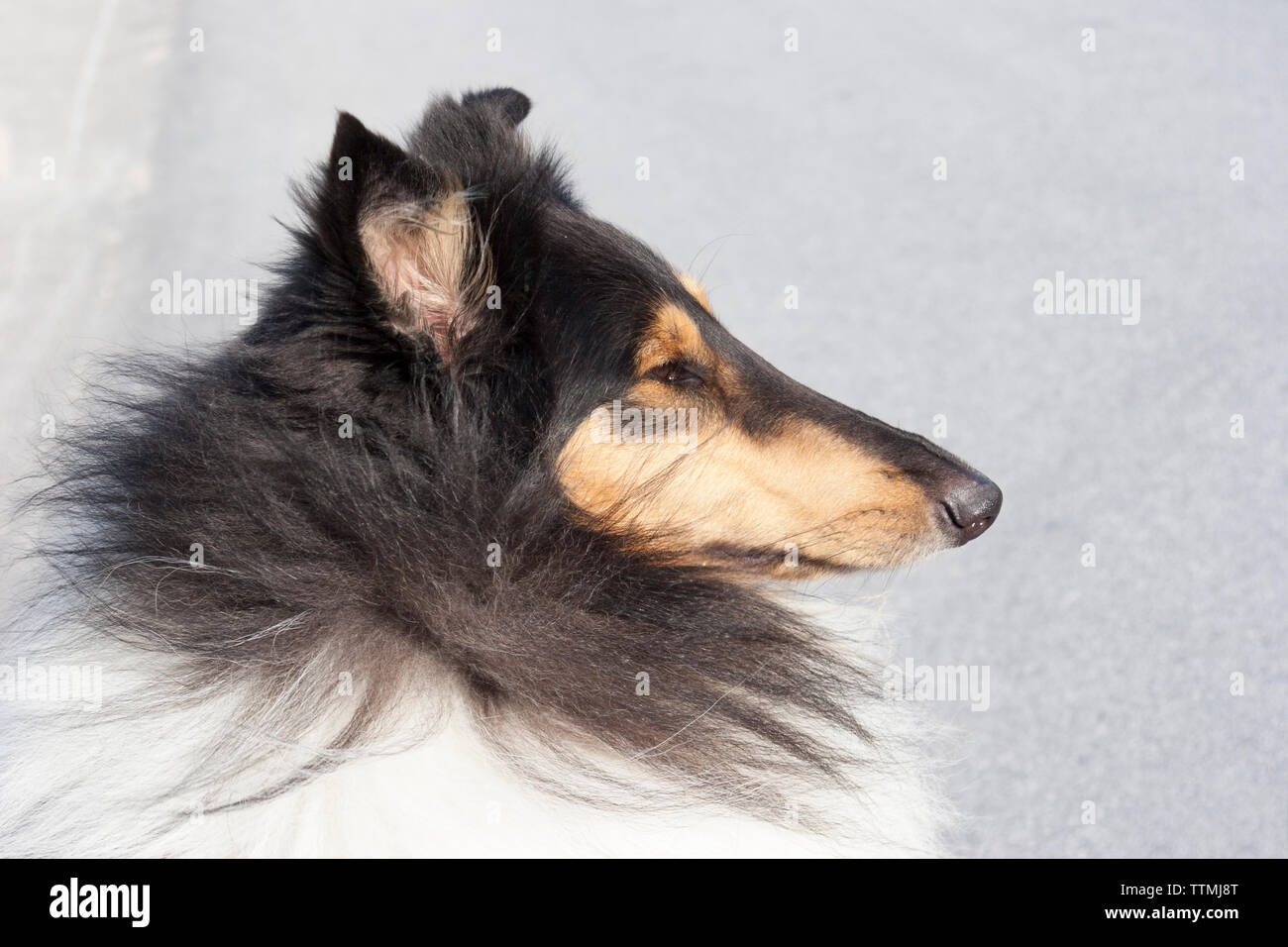 Head profile of adult male tri-color rough Collie dog standing outside ...