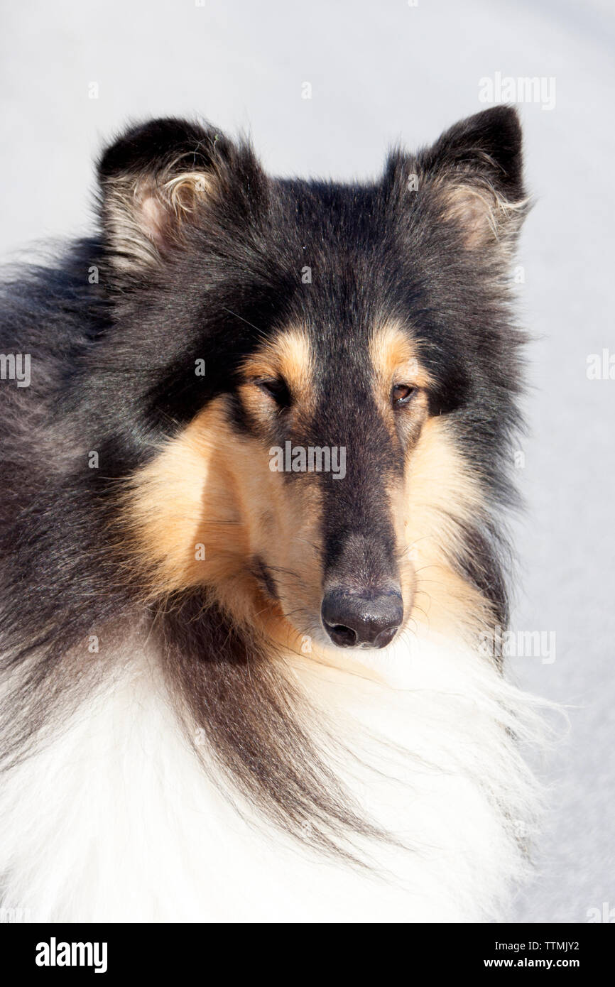 Adult male tri-color rough Collie dog standing outside, facing the ...