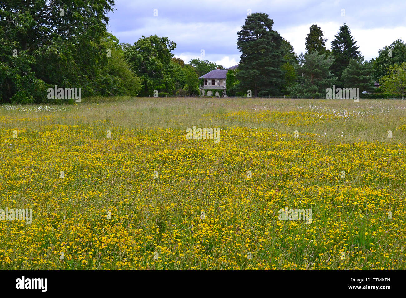 The rear of Down House, Charles Darwin's old home, behind wildflower ...