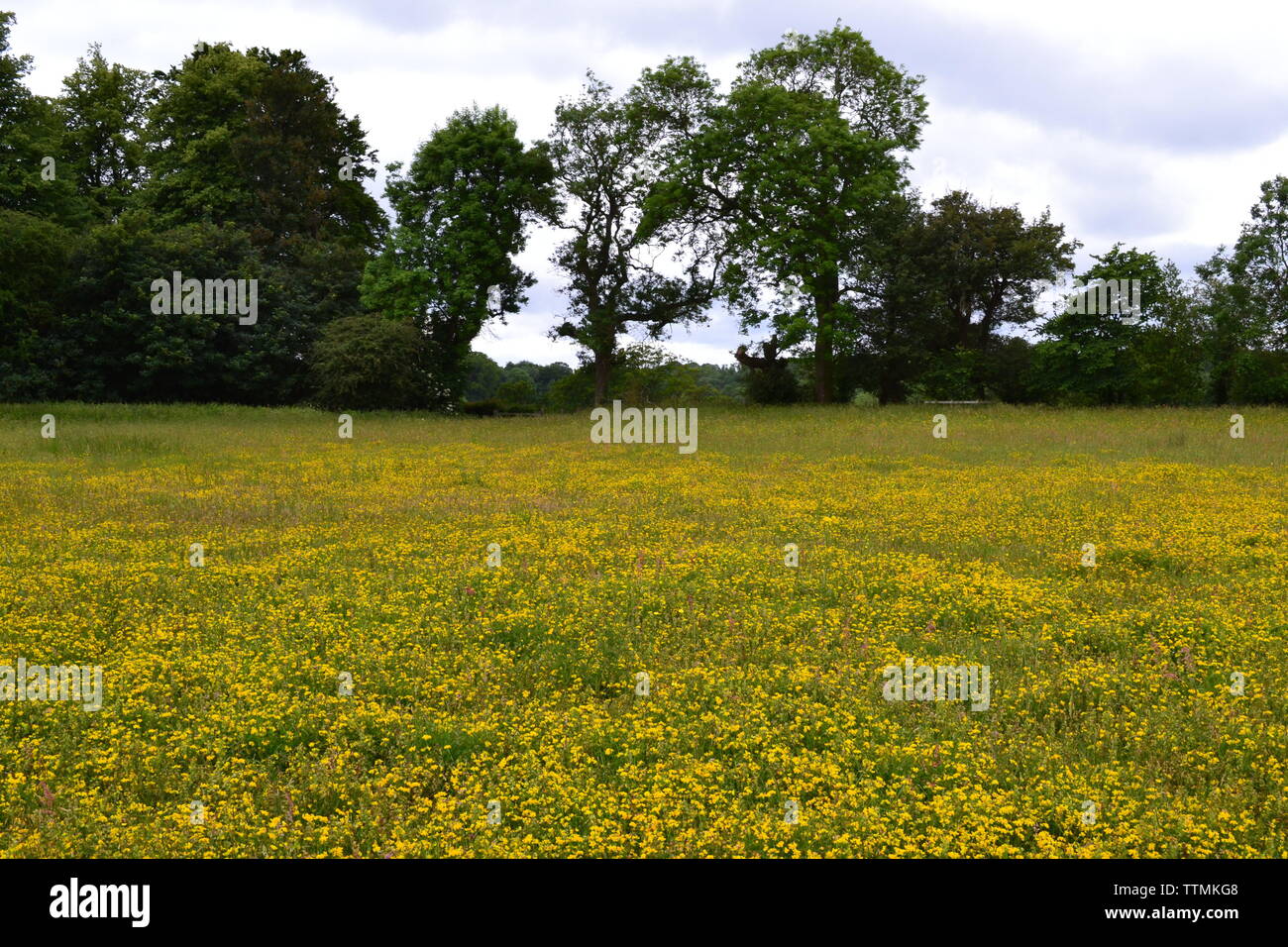 Birds-foot-trefoil in meadows close to Down House, Downe village, Kent ...