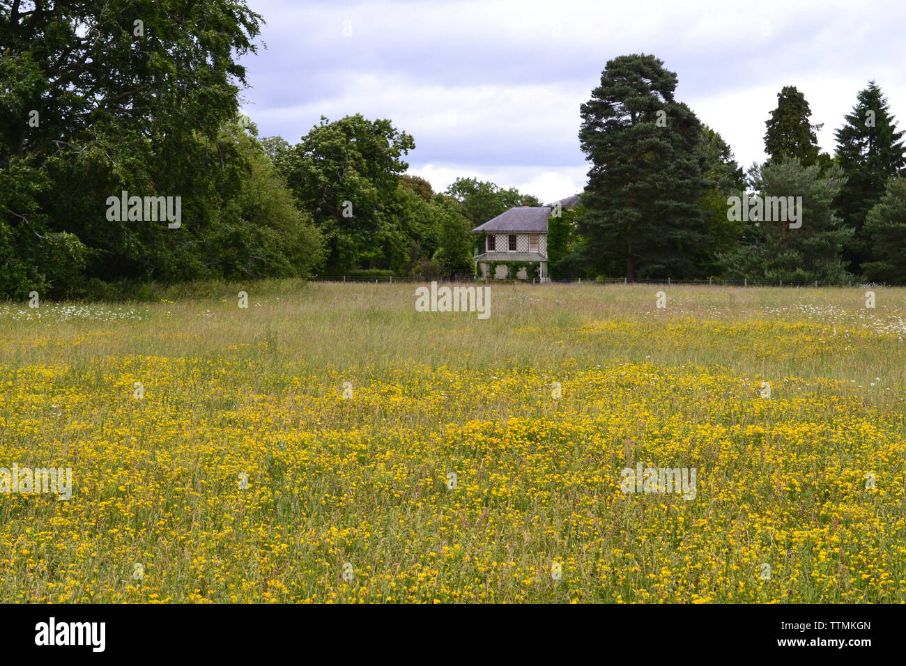 The rear of Down House, Charles Darwin's old home, behind wildflower ...