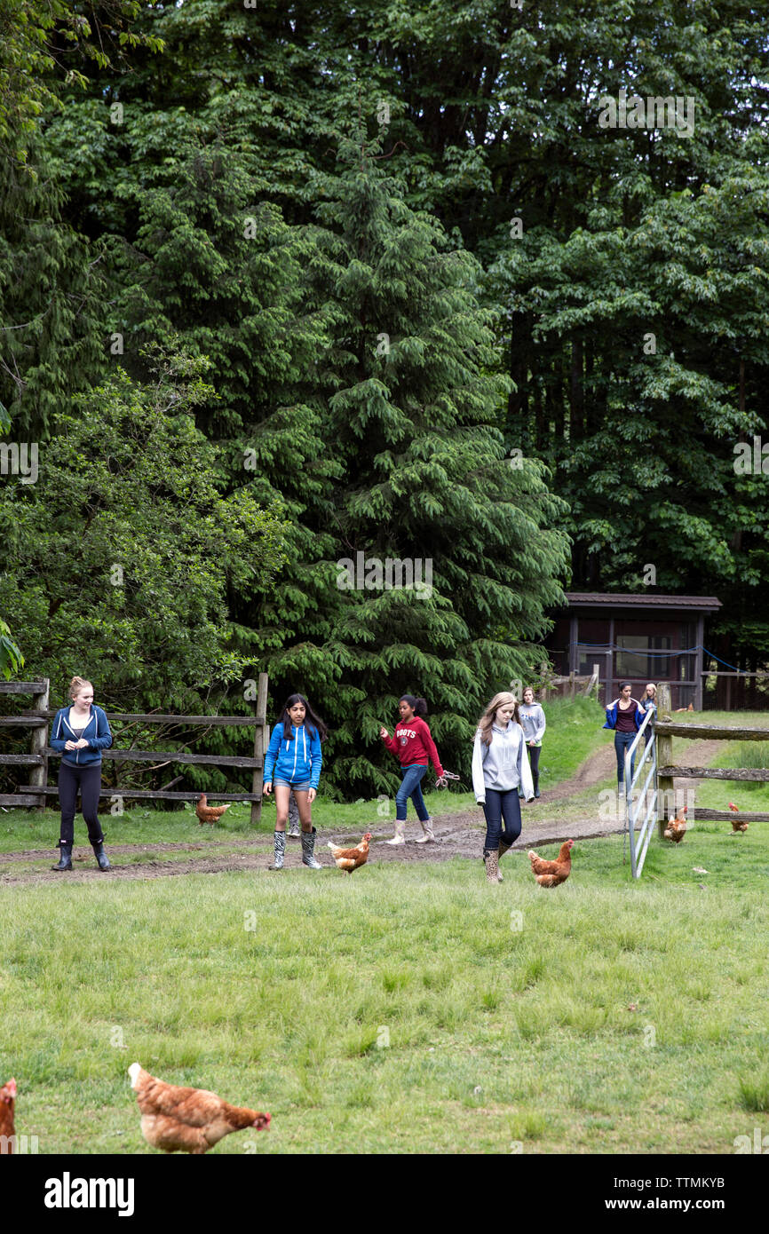 CANADA, Vancouver, British Columbia, young girls chase chickens in Port ...
