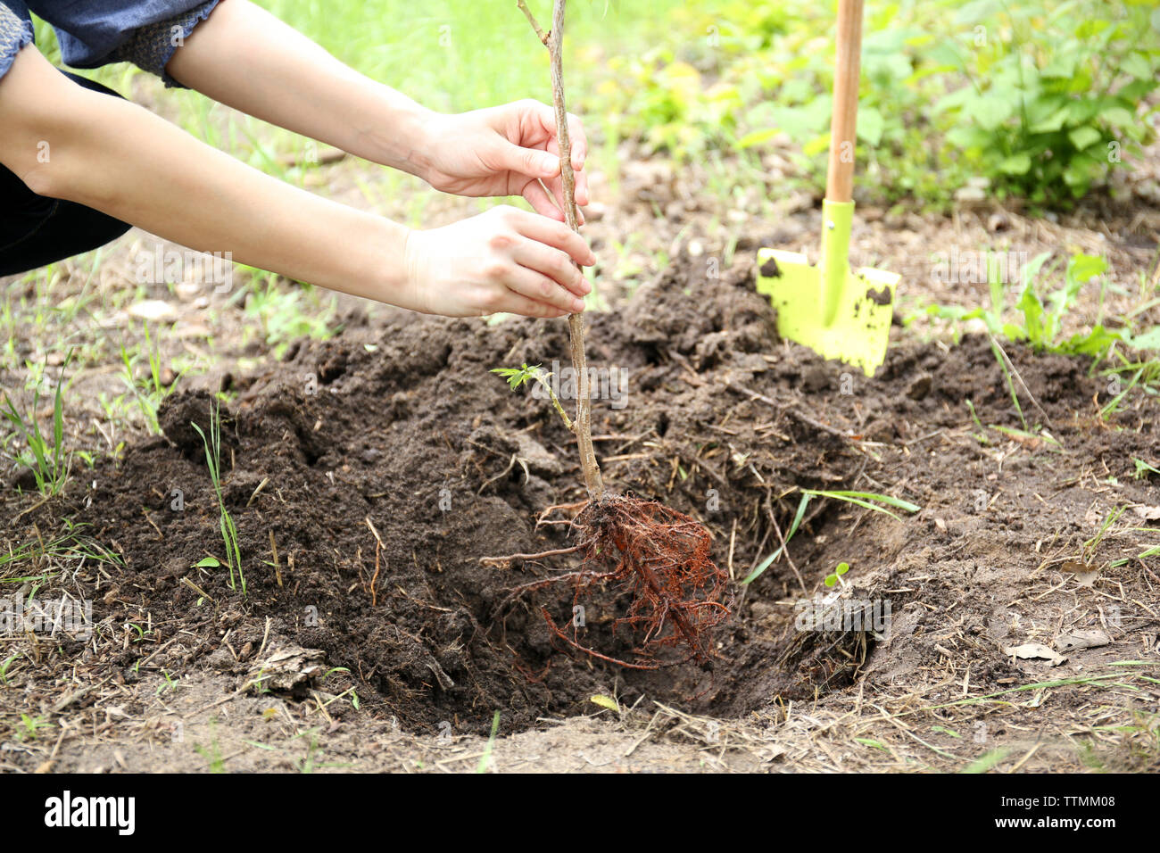 Woman planting tree Stock Photo - Alamy