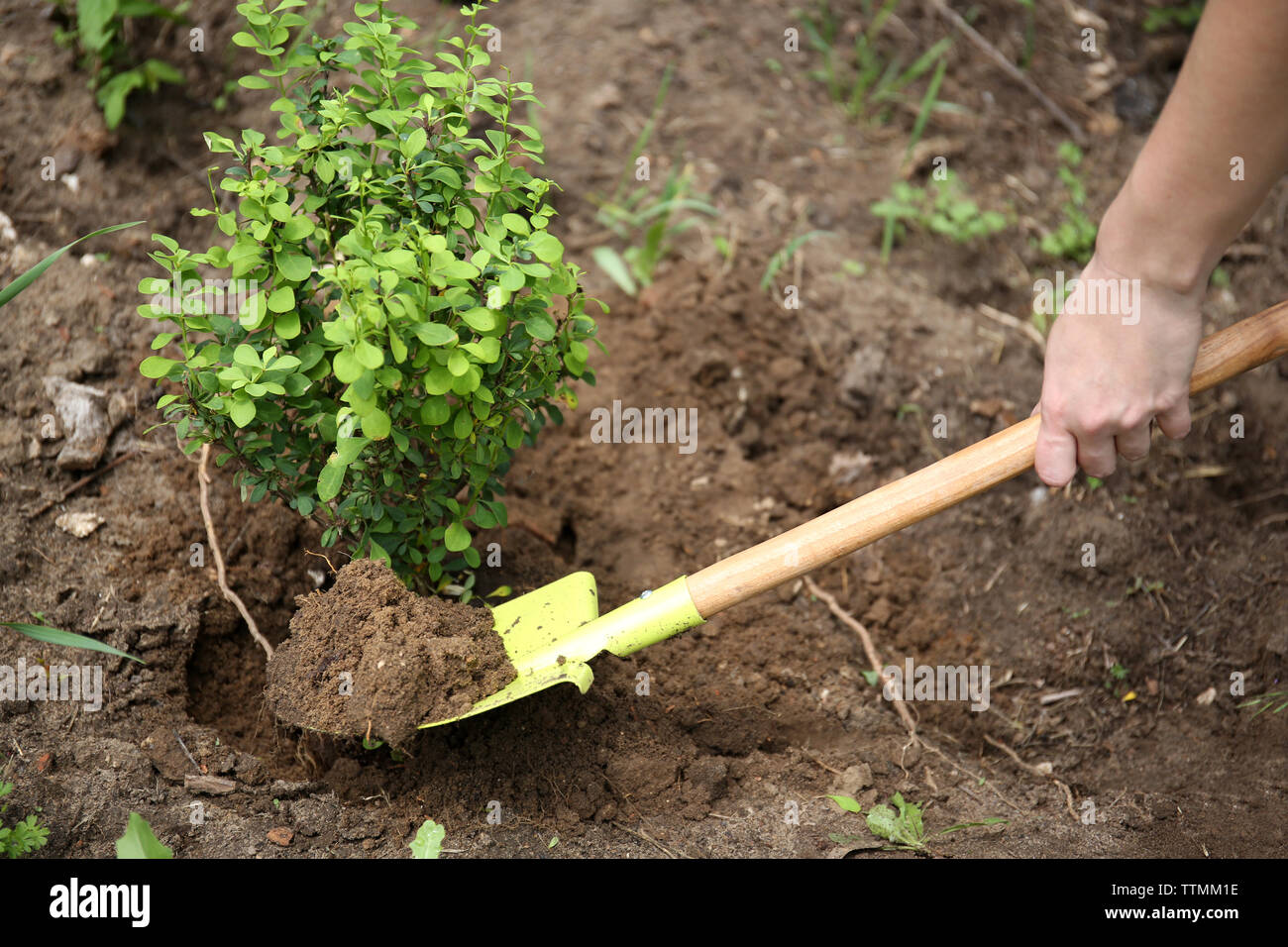 Woman planting bush Stock Photo - Alamy