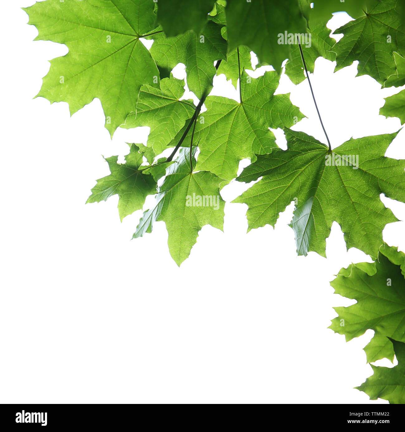 Green branches isolated on white Stock Photo - Alamy