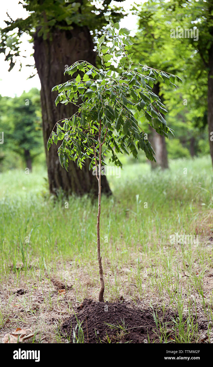 New plant planted in forest hi-res stock photography and images - Alamy