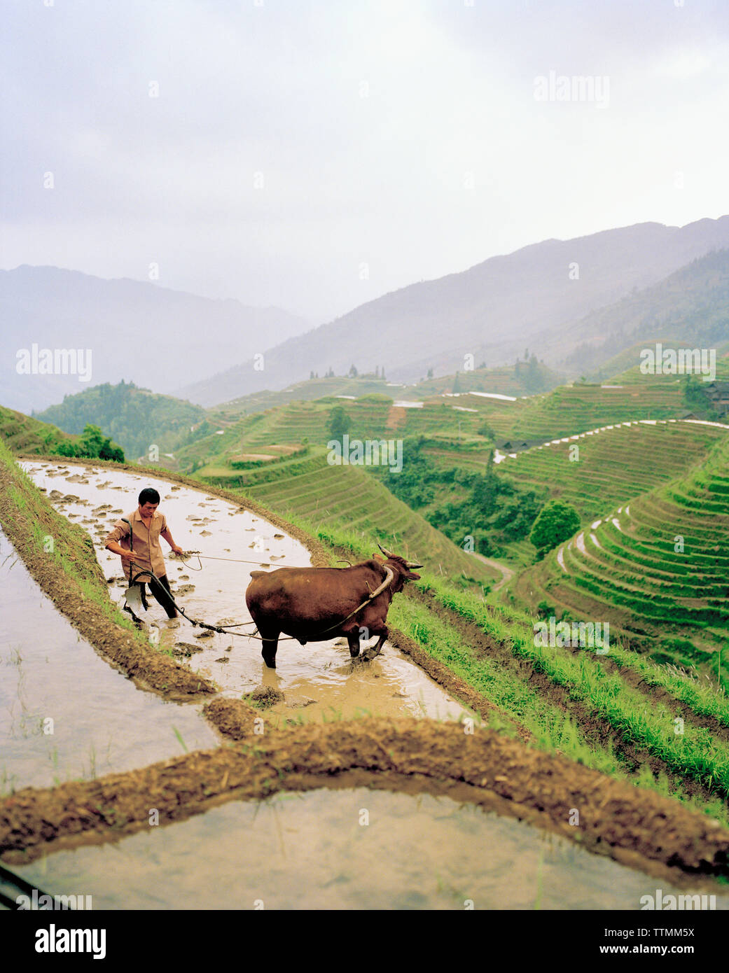 CHINA, Longsheng, elevated view of farmers working the Dragon Backbone ...