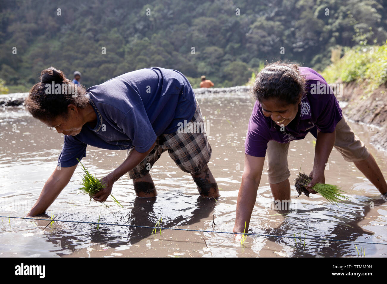 INDONESIA, Flores, women of Waturaka Village plant rice in a muddy ...