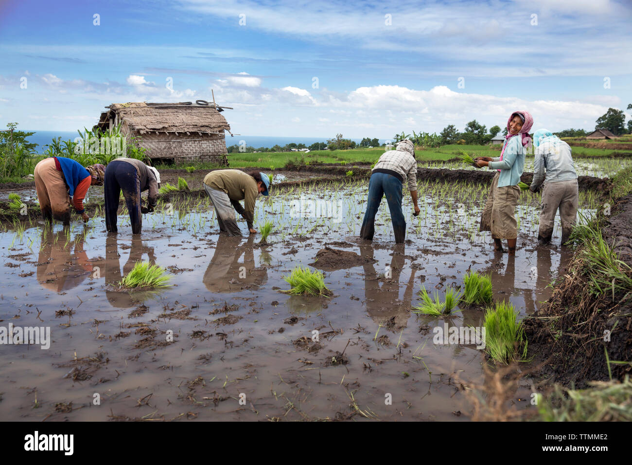 Women plant rice hi-res stock photography and images - Alamy