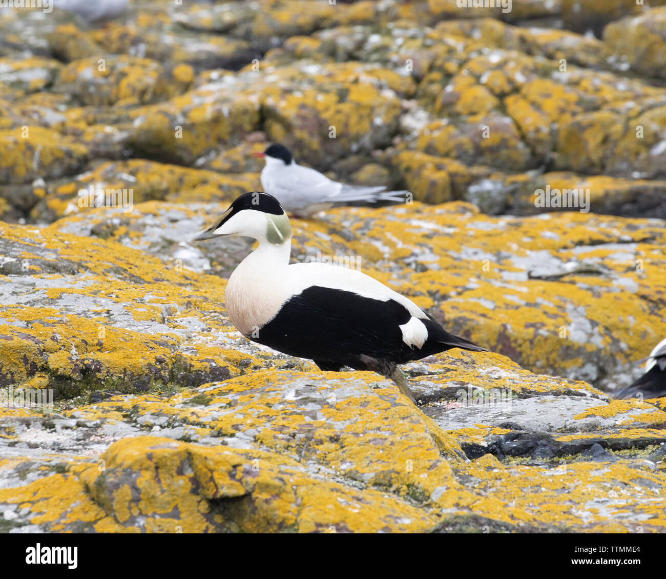 Male Eider duck on the Farne Islands Stock Photo - Alamy