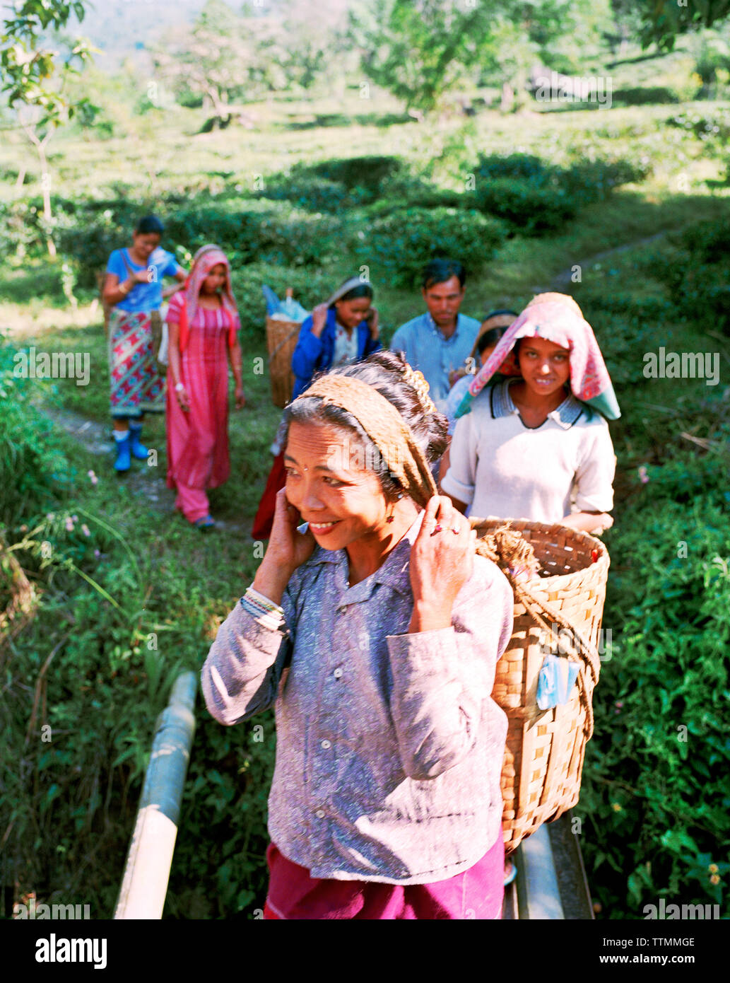 Darjeeling tea woman hi-res stock photography and images - Alamy