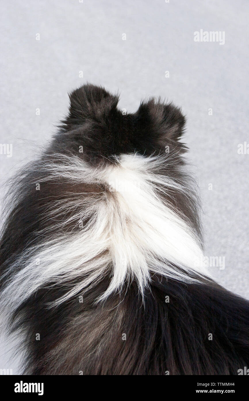 Adult male tri-color rough Collie dog standing on pavement facing away ...