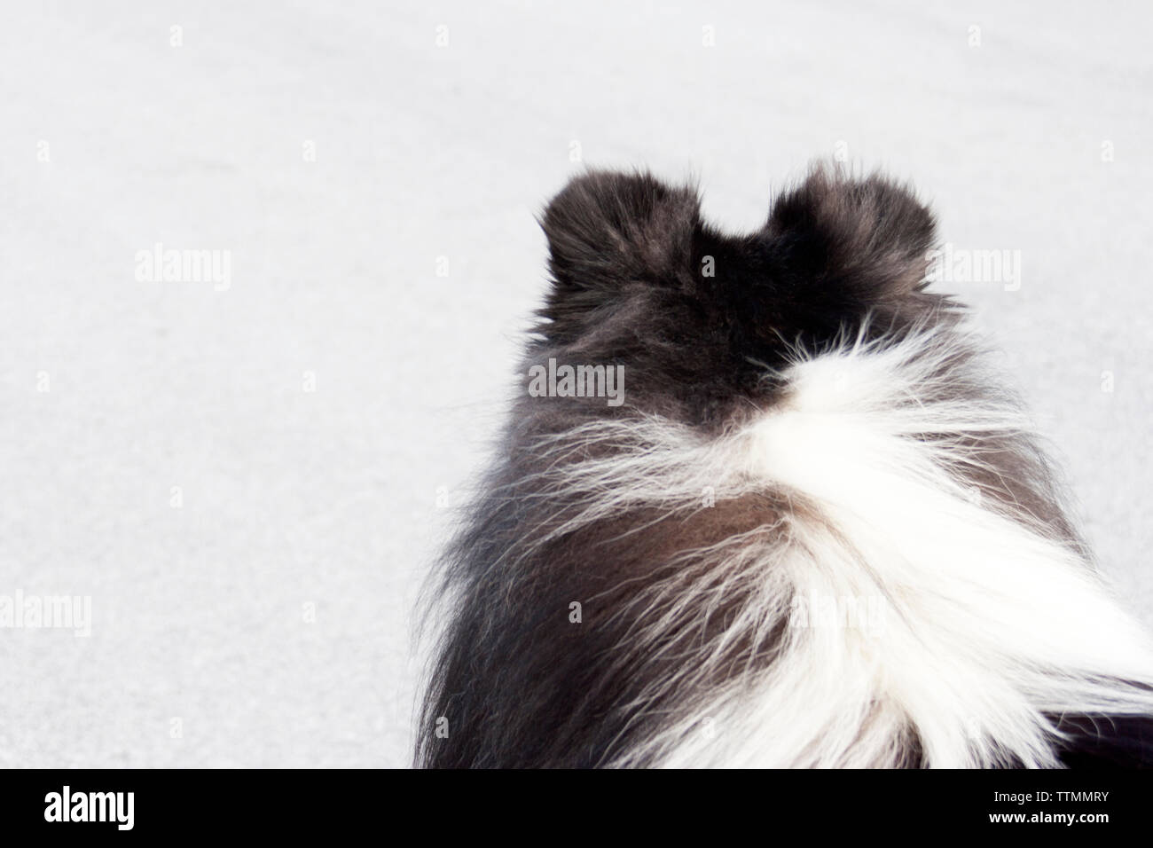 Adult male tri-color rough Collie dog standing on pavement facing away ...