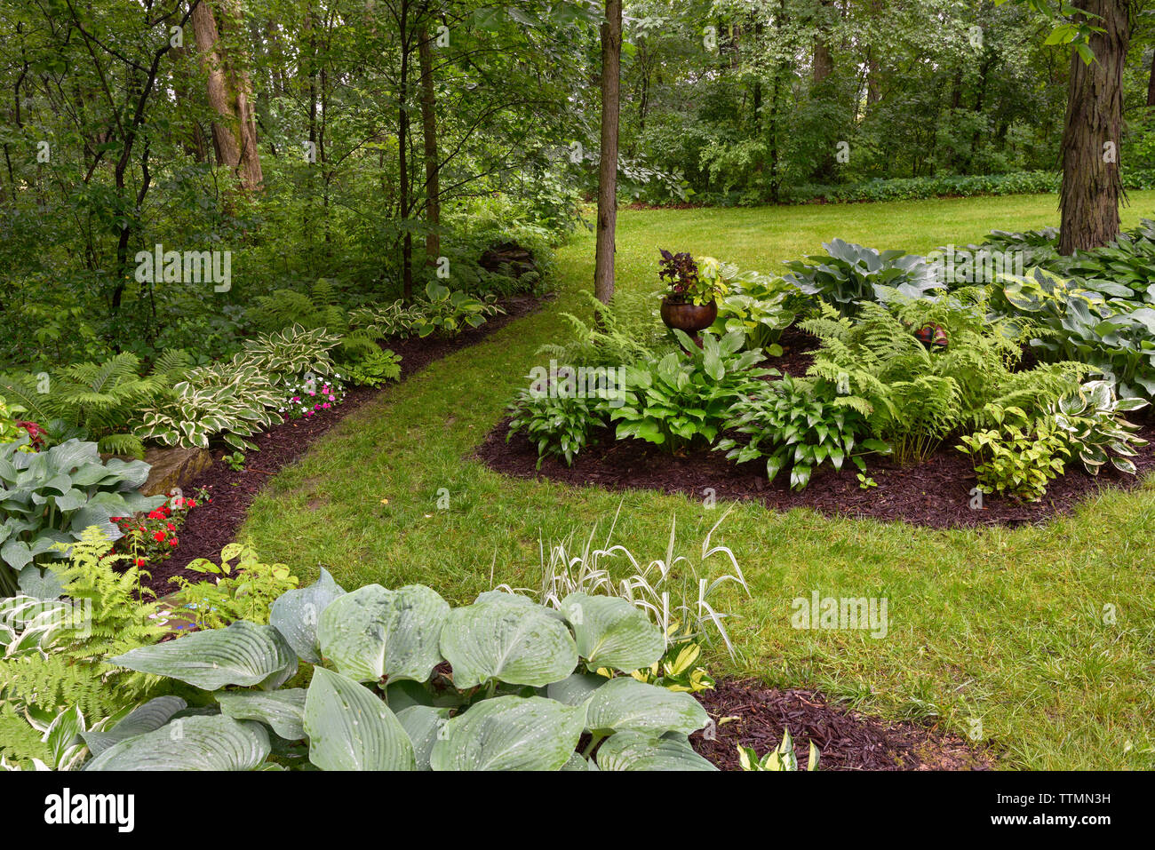 Hostas and ferns hi-res stock photography and images - Alamy