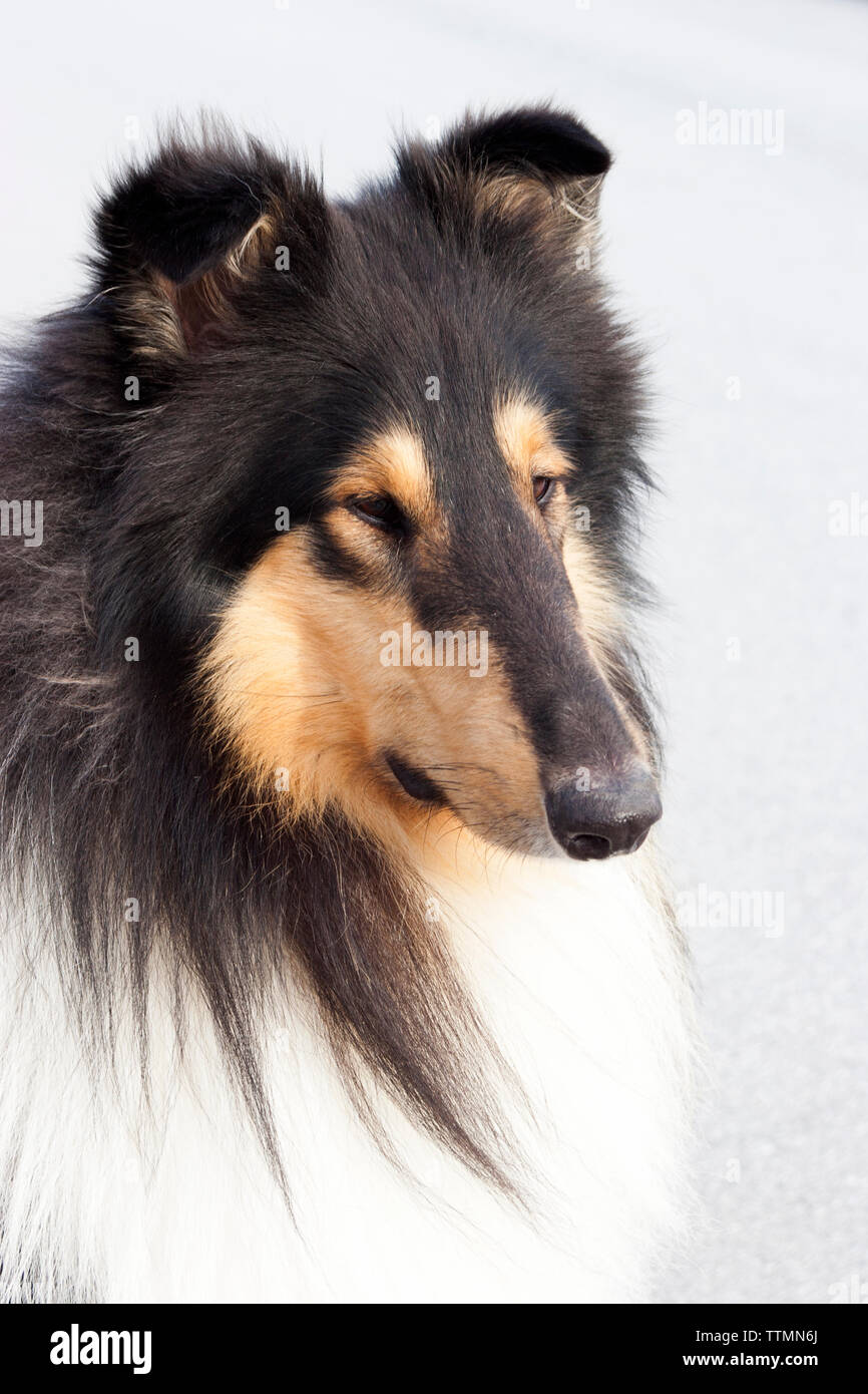Adult male tri-color rough Collie dog standing outside, facing the ...