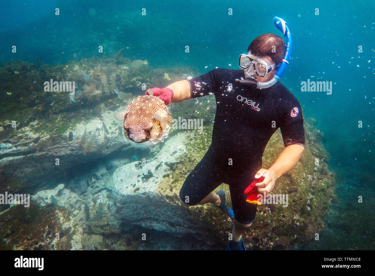GALAPAGOS ISLANDS, ECUADOR, Tagus Cove, a puffer fish spotted while ...