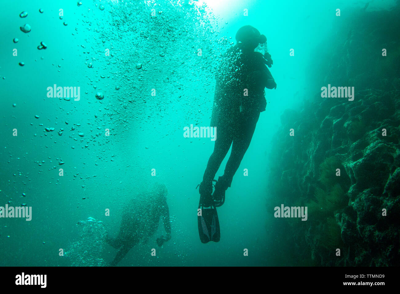 GALAPAGOS ISLANDS, ECUADOR, individuals diving in the waters near ...