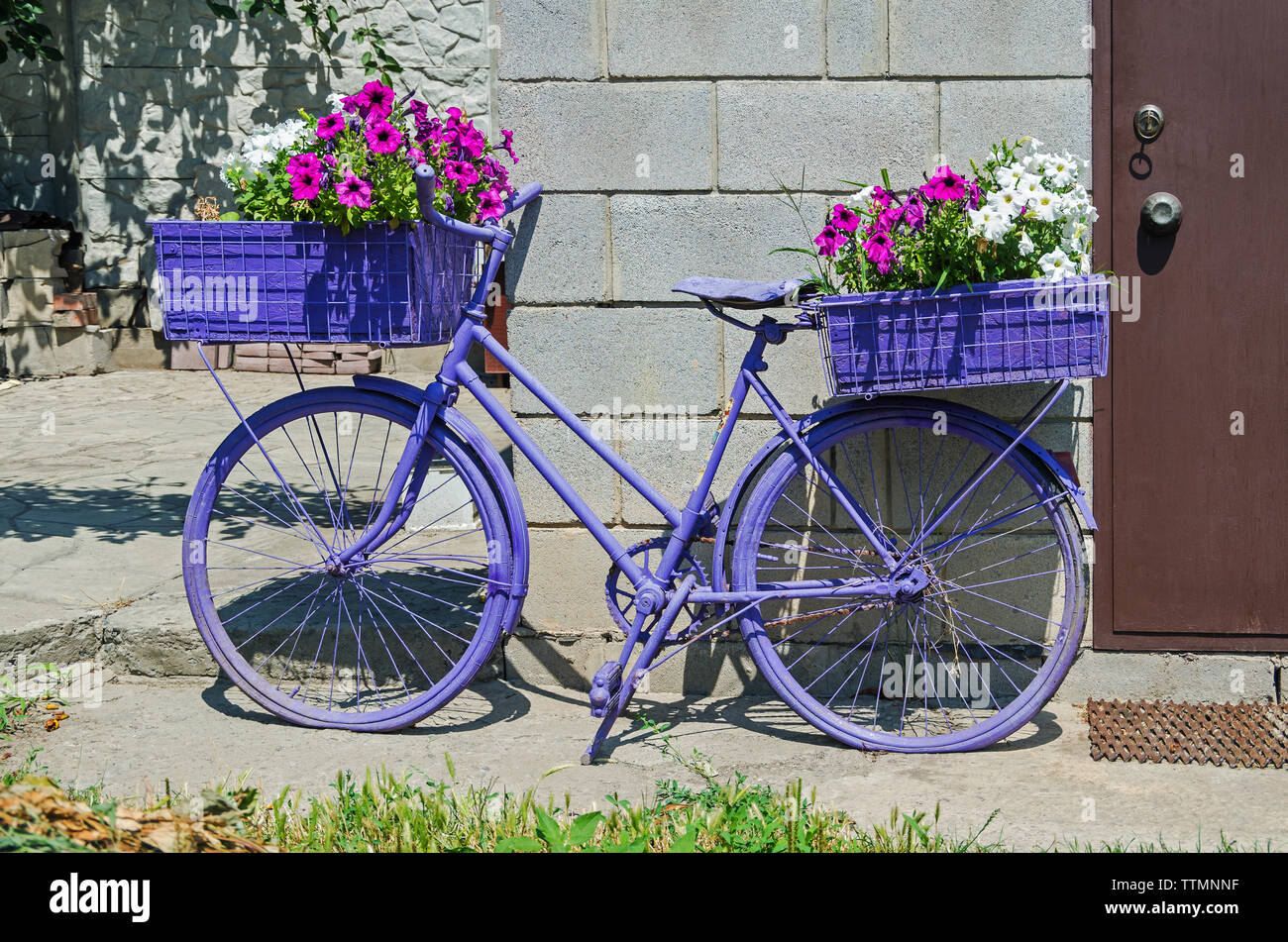 Violet vintage bicycle with colourful flowers in basket like decoration ...