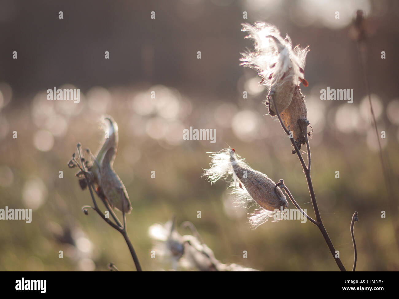 Milkweed field hi-res stock photography and images - Alamy