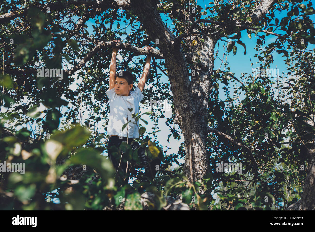 Boy hanging tree hi-res stock photography and images - Alamy