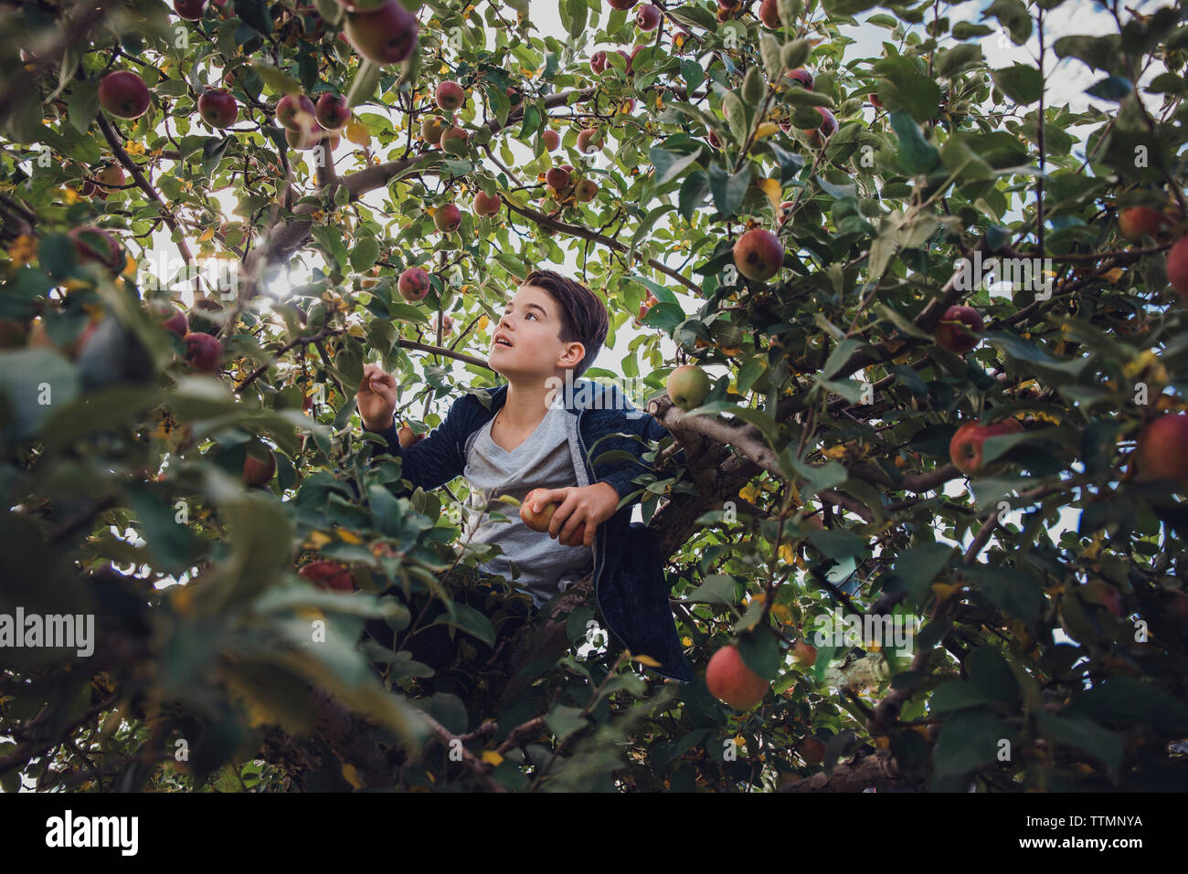 Harvesting apples orchard hi-res stock photography and images - Alamy
