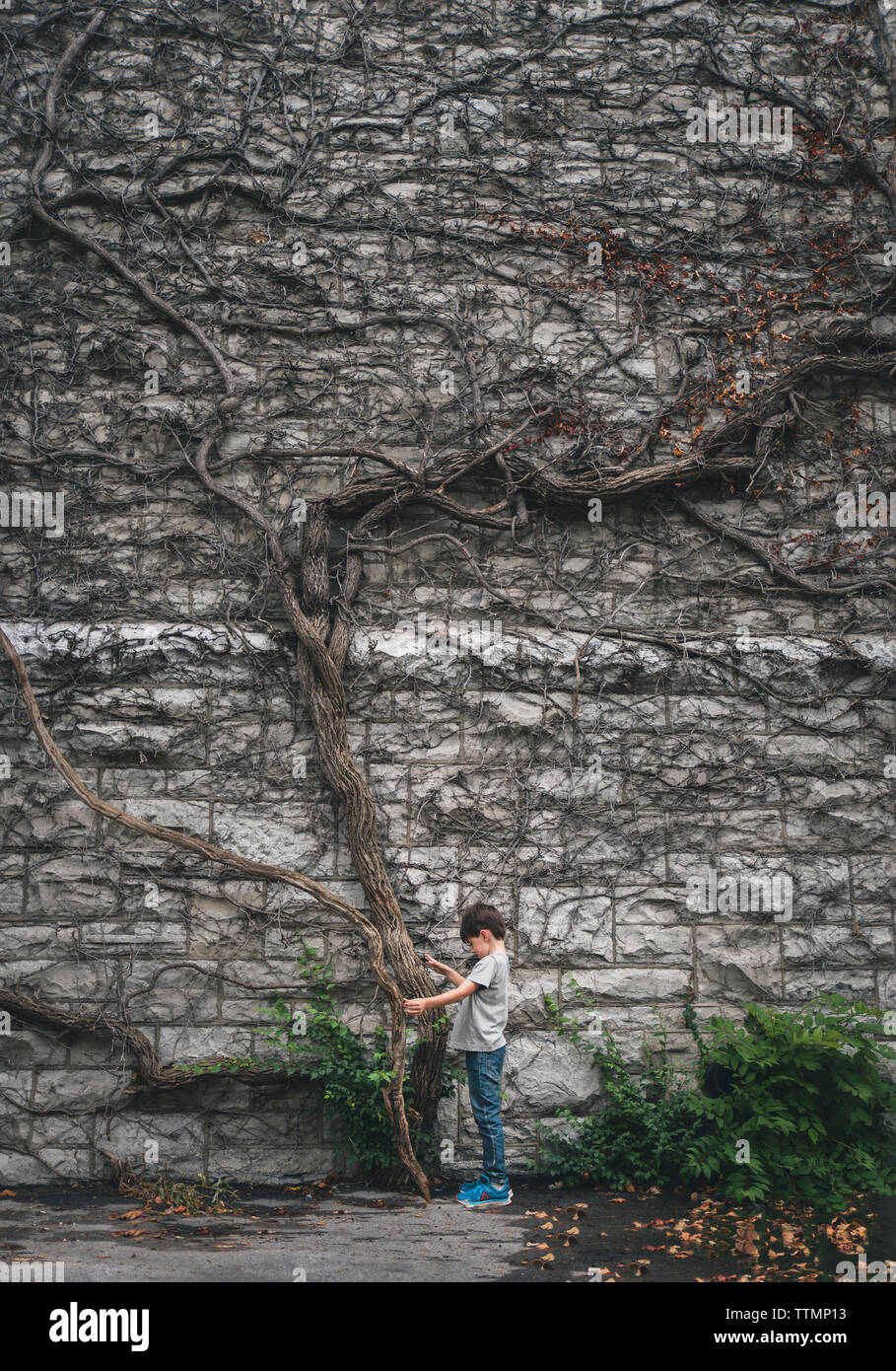 Side view of boy looking at tree growing on wall Stock Photo - Alamy
