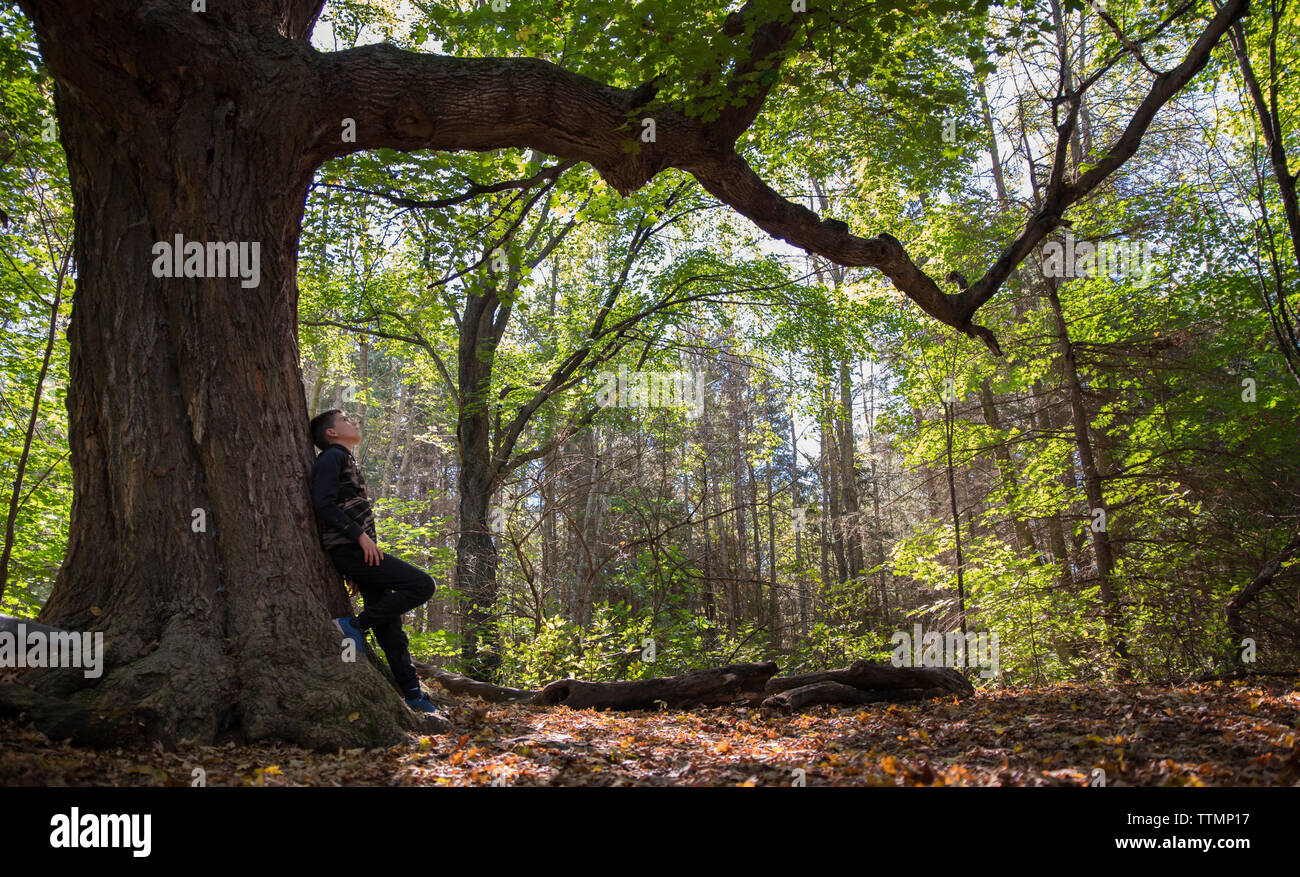 The leaning tree trunk hi-res stock photography and images - Alamy