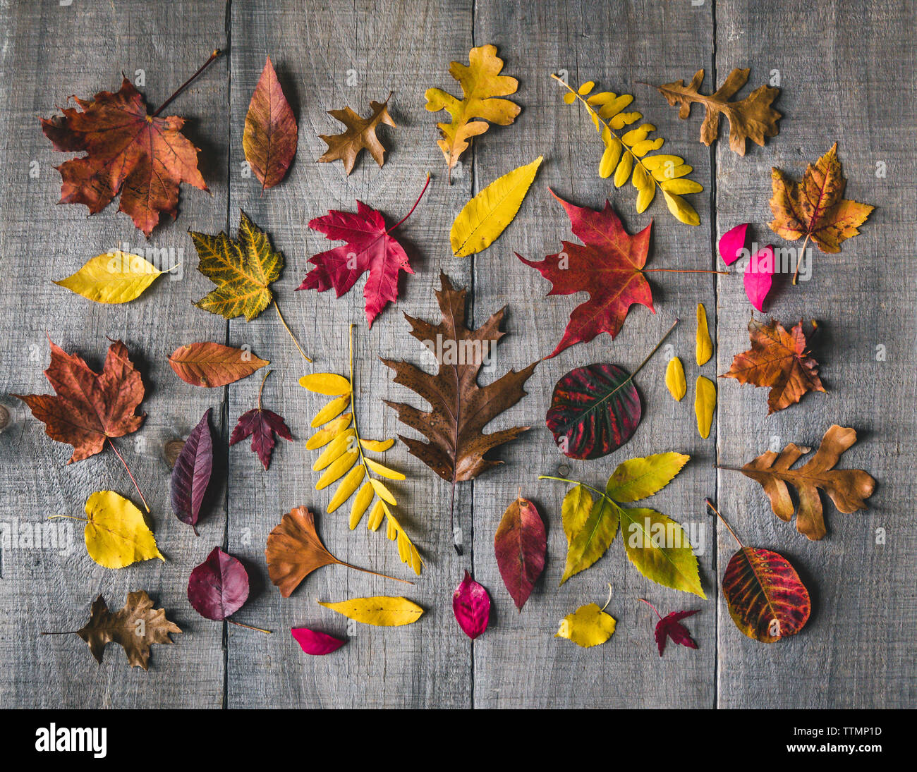 Overhead autumn leaves hi-res stock photography and images - Alamy