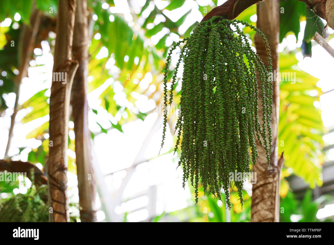 Branch of tree in botanical garden Stock Photo - Alamy