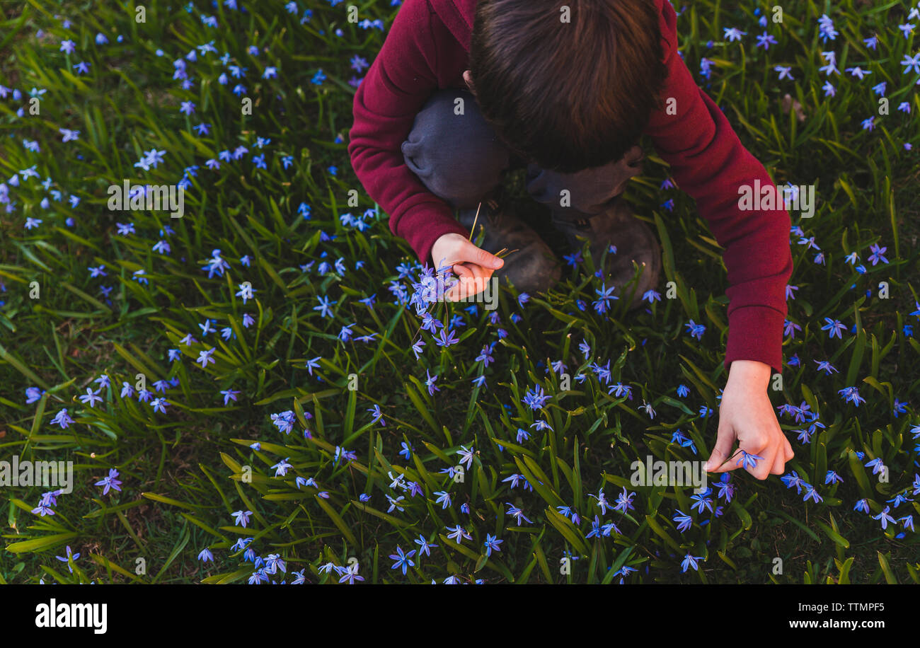 Boy picking flowers hi-res stock photography and images - Alamy