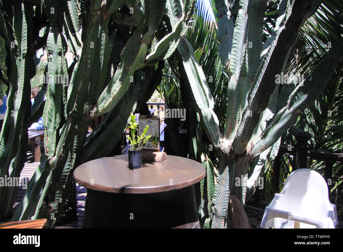 Big round cactus hi-res stock photography and images - Alamy