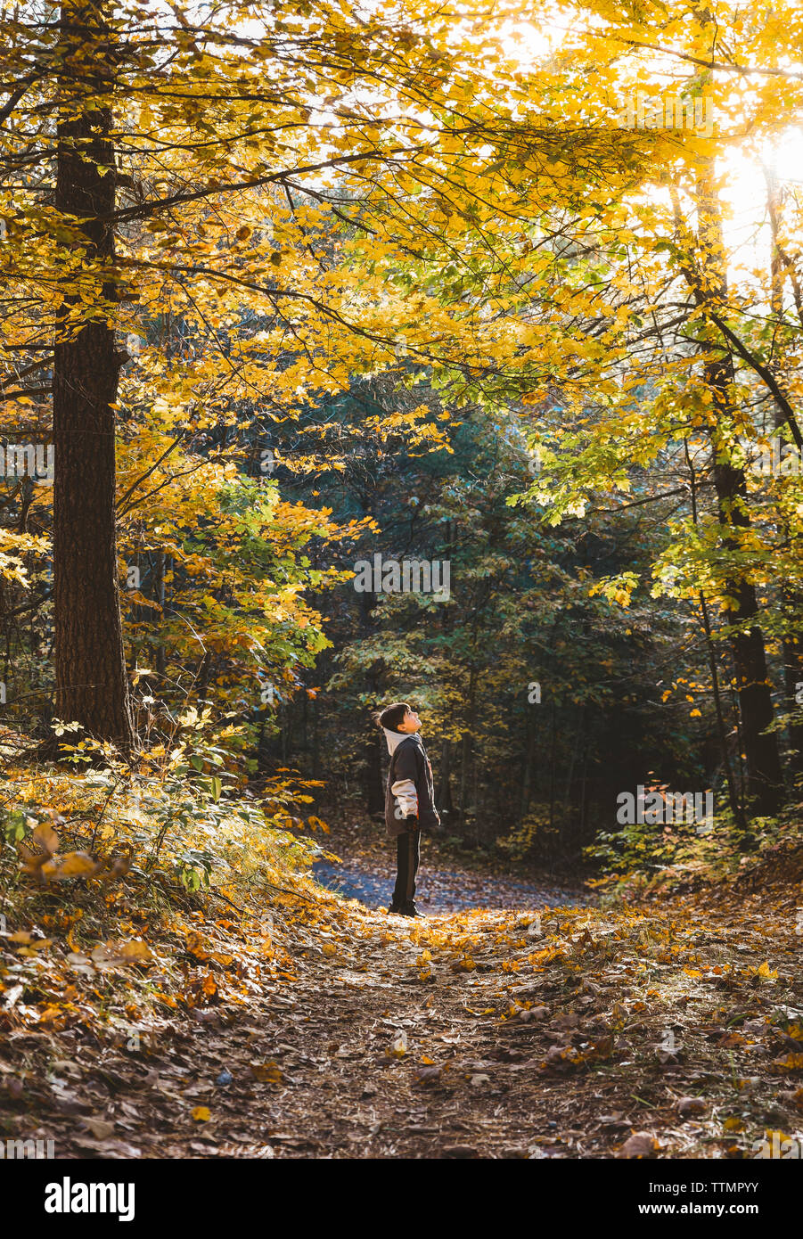 Full length of boy looking at trees while standing in forest during ...