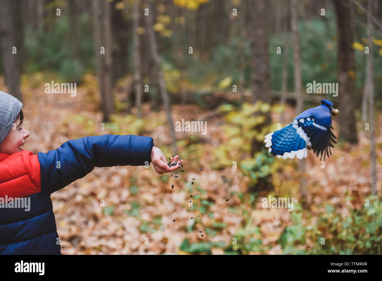 Blue jay flying hi-res stock photography and images - Alamy