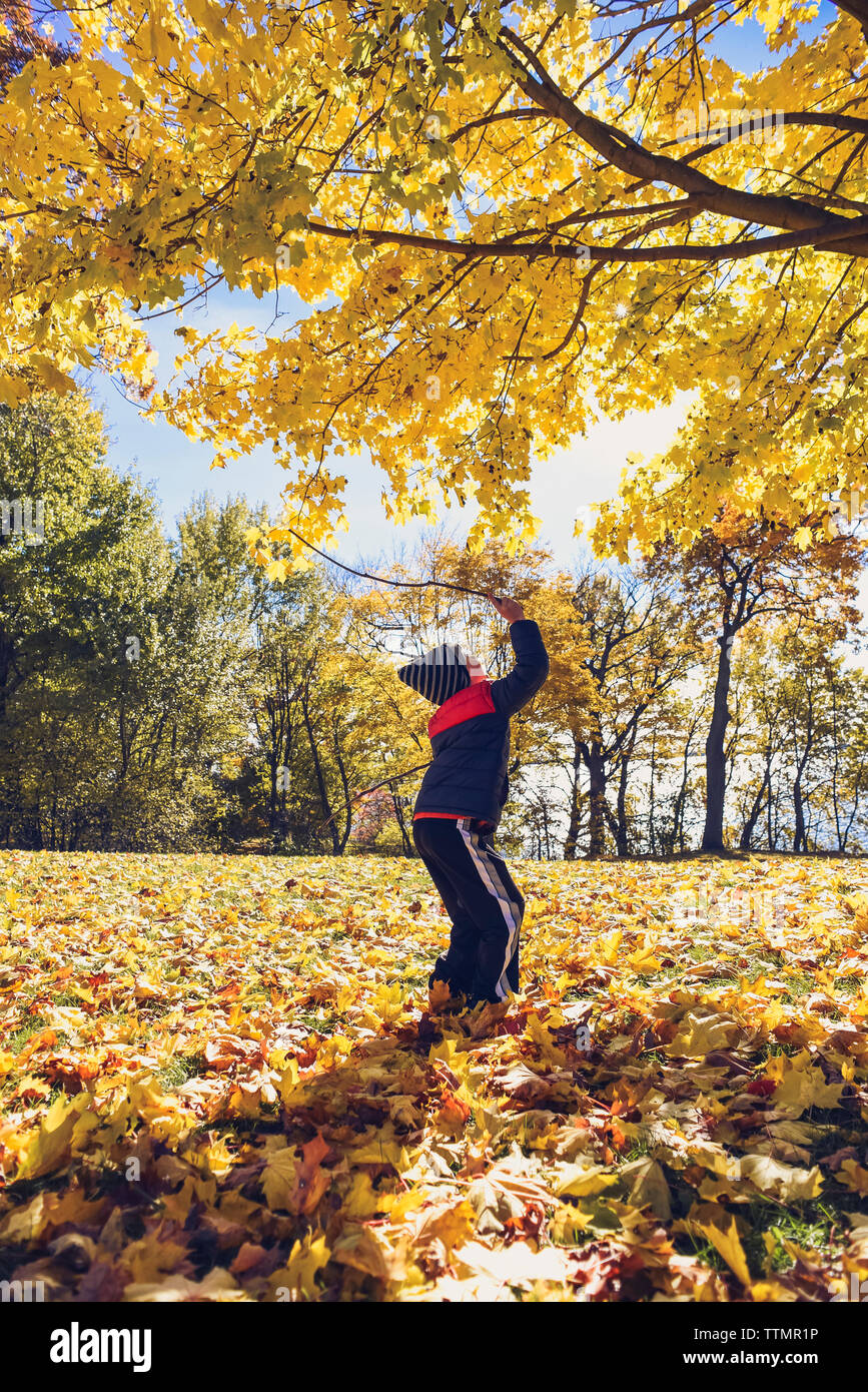 Young boy hitting a branch covered in autumn leaves in a park setting ...