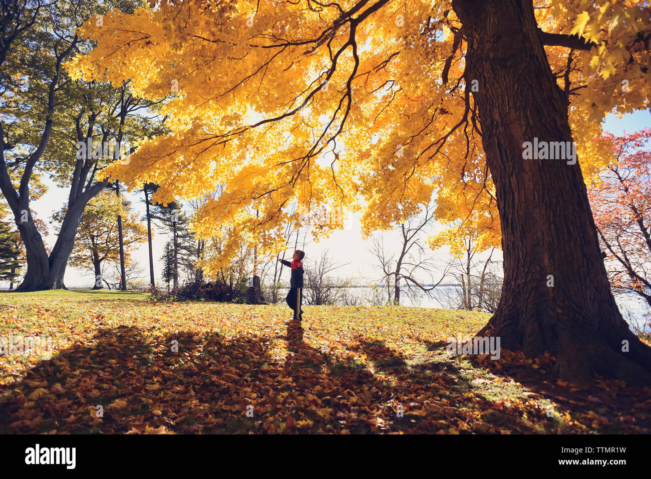 Child touching bright autumn leaves on a tree branch in a park setting ...