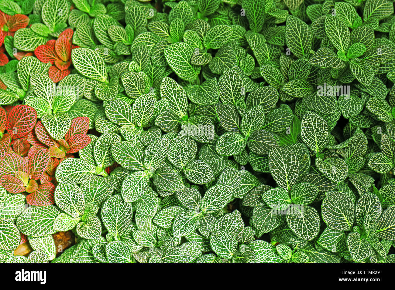 Beautiful leaves background Stock Photo - Alamy