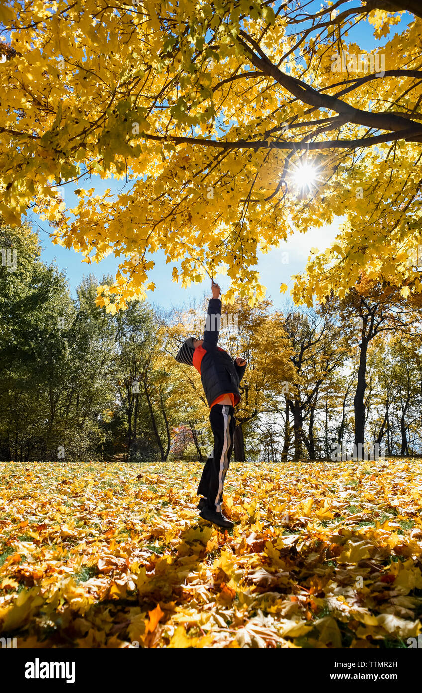 Young boy reaching up at golden autumn leaves on tree branch Stock ...