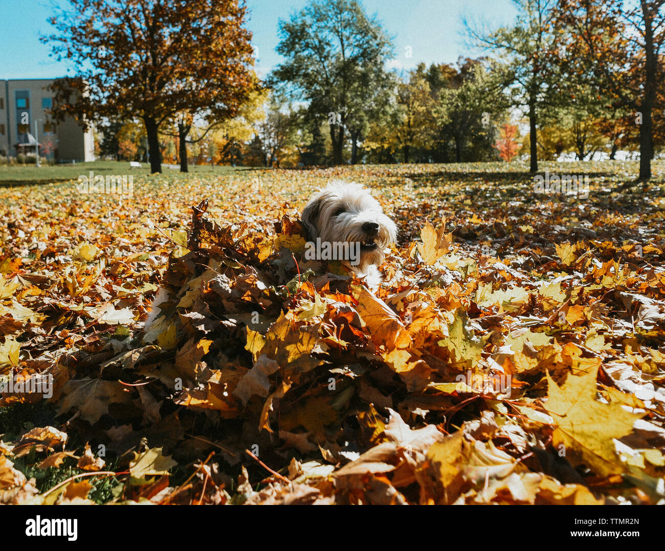 Dog pile of leaves hi-res stock photography and images - Alamy